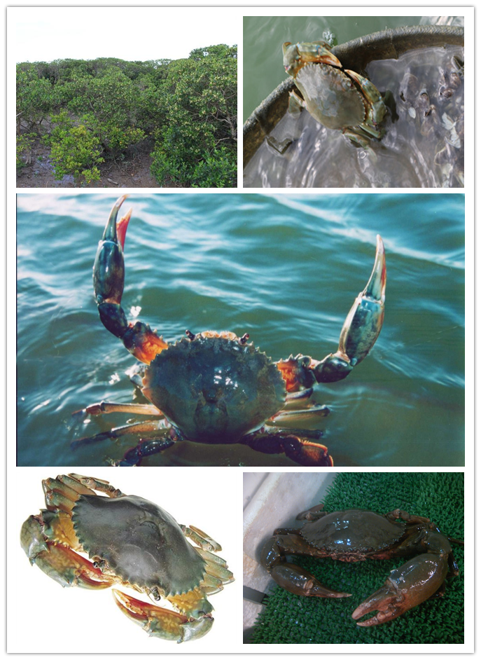FAICHUK Island, Chuuk- Aquaculture Project – guamnatureworks