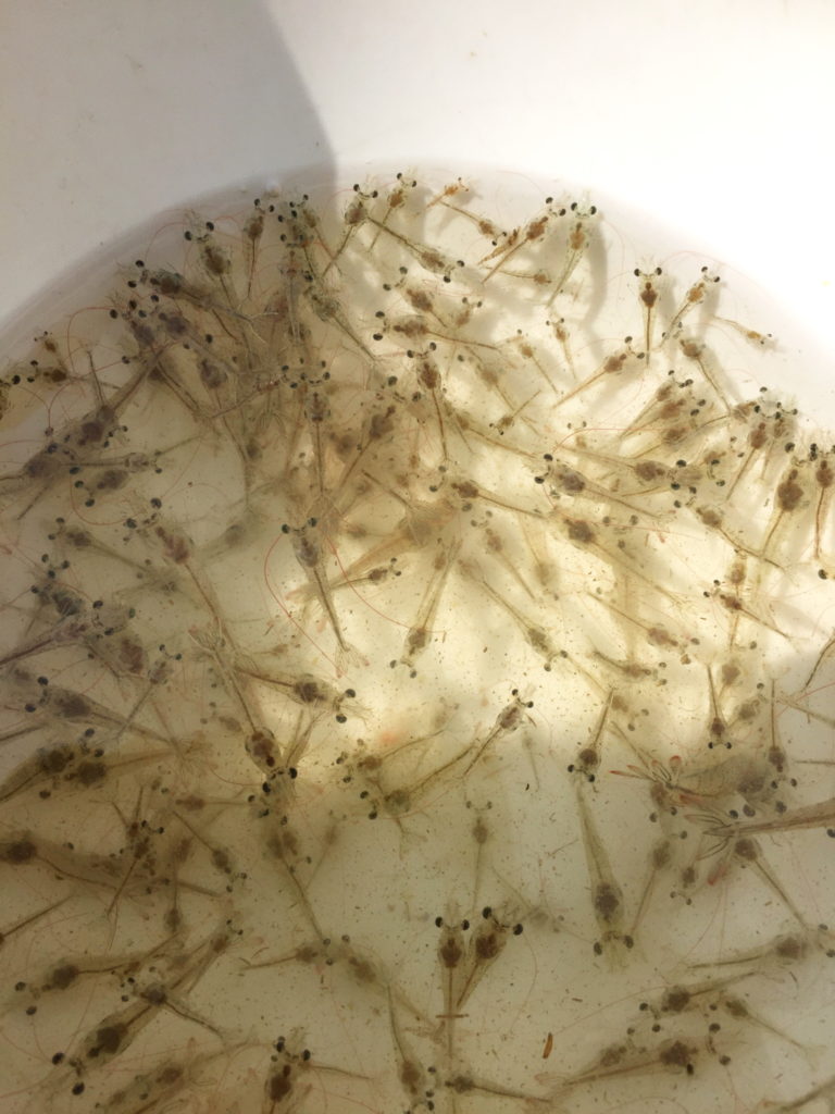 FAICHUK Island, Chuuk- Aquaculture Project – guamnatureworks